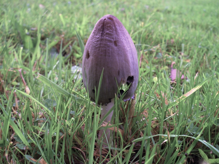 Common Inkcap - Wild Food UK