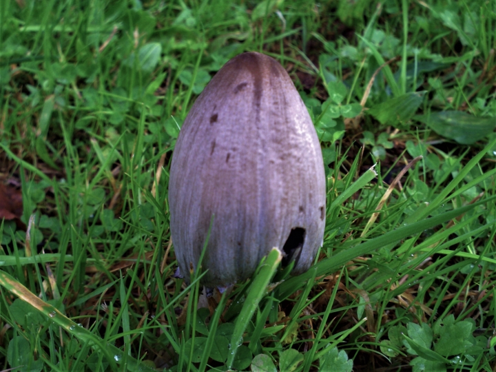 Common Inkcap - Wild Food UK