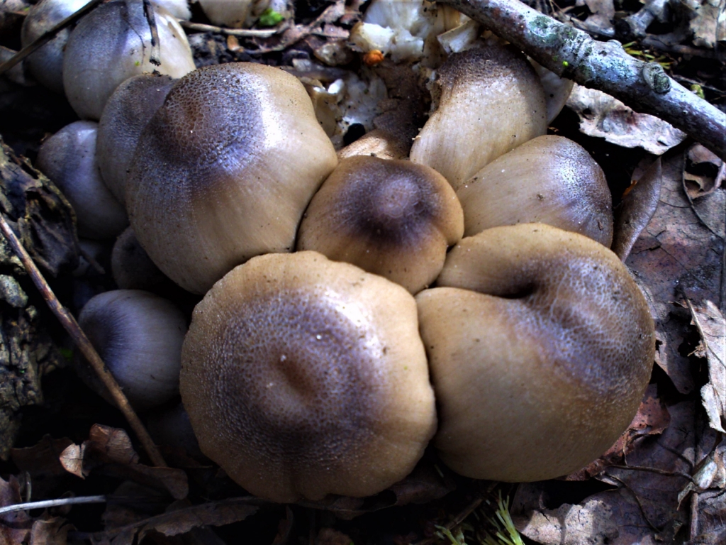 Common Inkcap