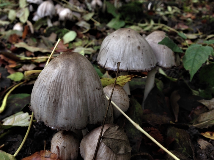 Common Inkcap - Wild Food UK