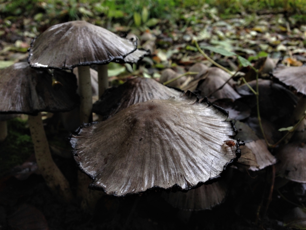 Common Inkcap - Wild Food UK