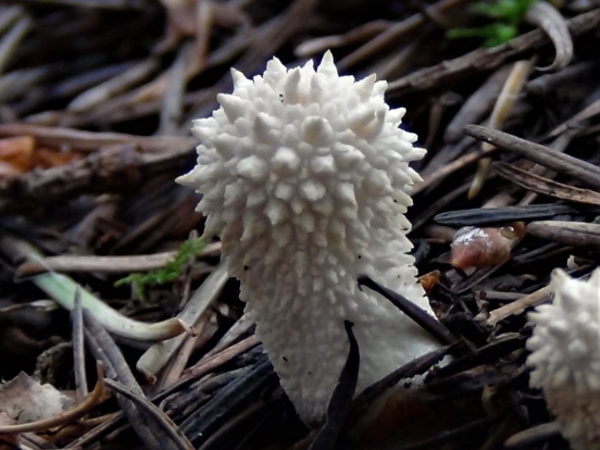 Common Puffball - Wild Food UK