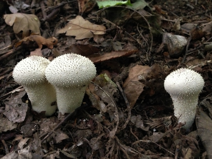 Common Puffball - Wild Food UK