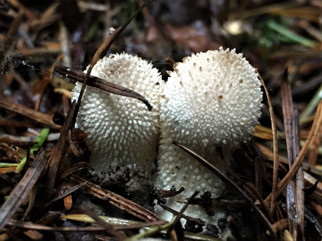 Common Puffball - Wild Food UK