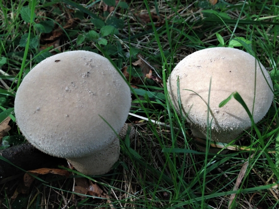 Common Puffball - Wild Food UK
