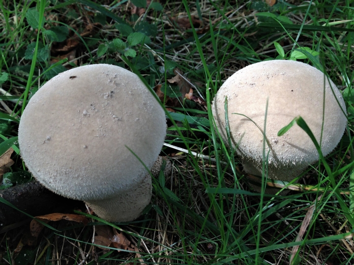 Common Puffball - Wild Food UK