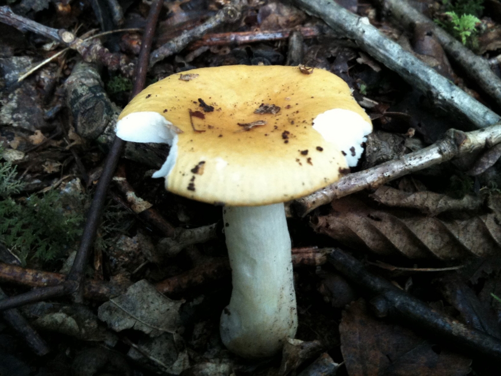 Ochre Brittlegill - Wild Food UK