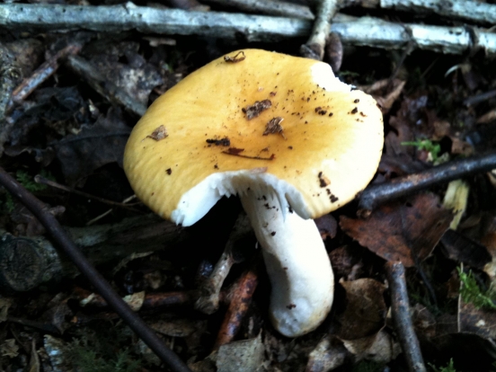 Ochre Brittlegill - Wild Food UK