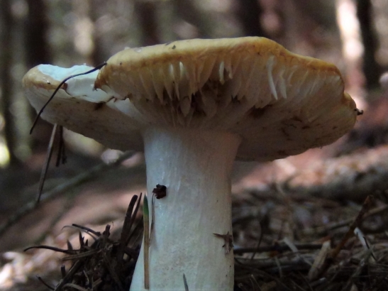 Ochre Brittlegill - Wild Food UK