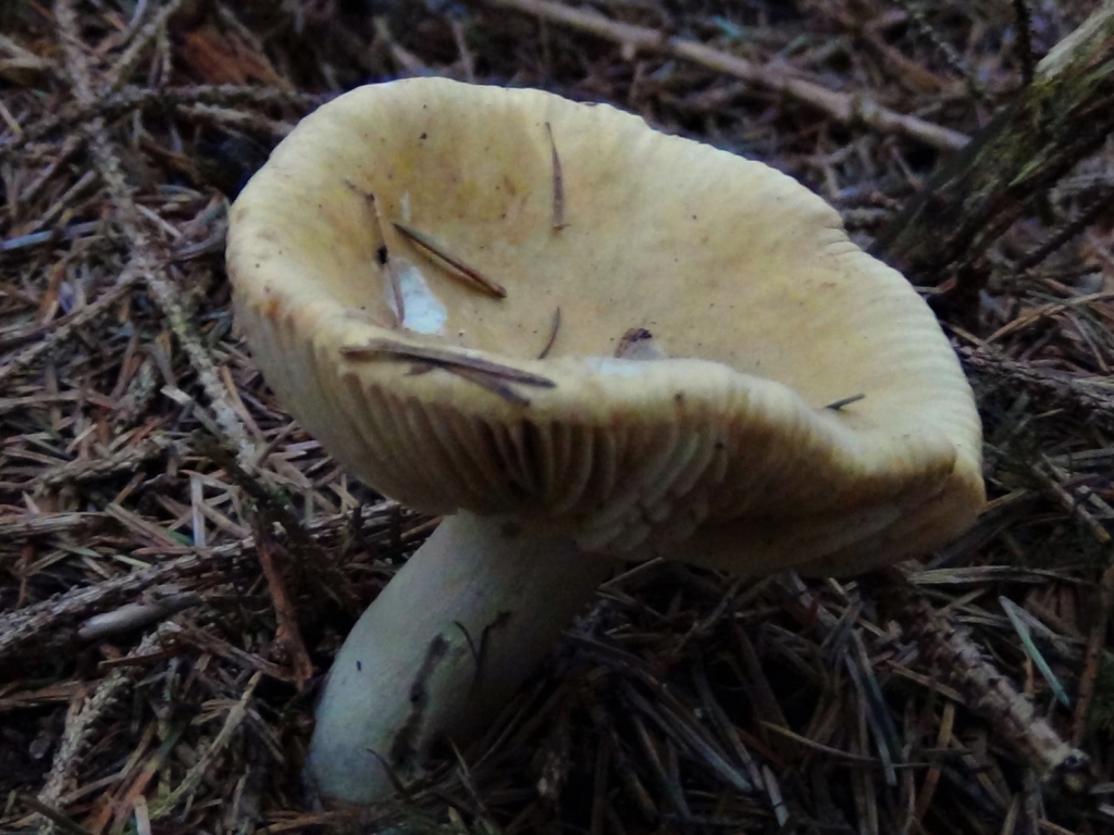 Ochre Brittlegill - Wild Food UK