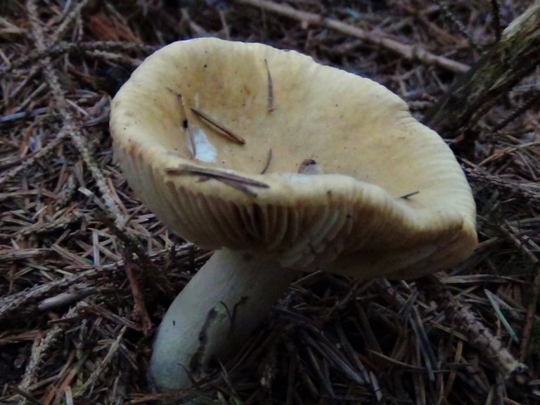 Ochre Brittlegill - Wild Food UK