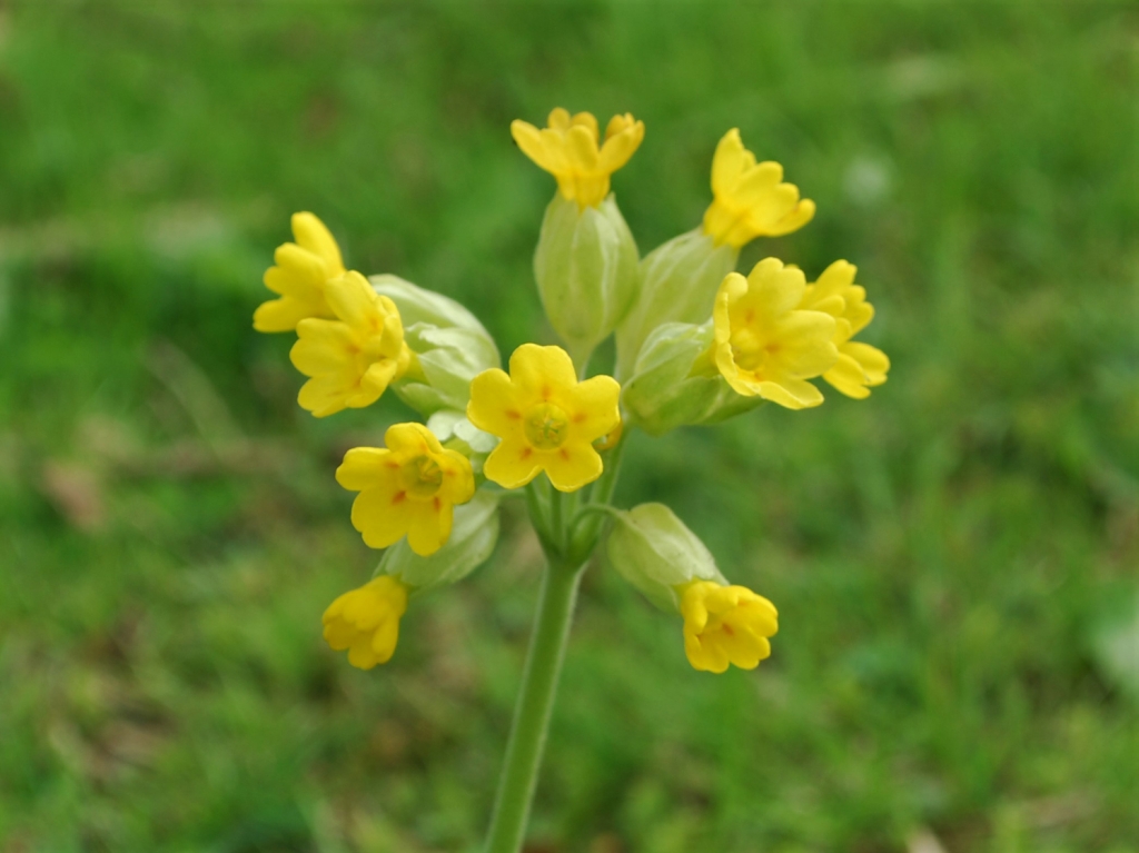 Cowslip - Wild Food UK