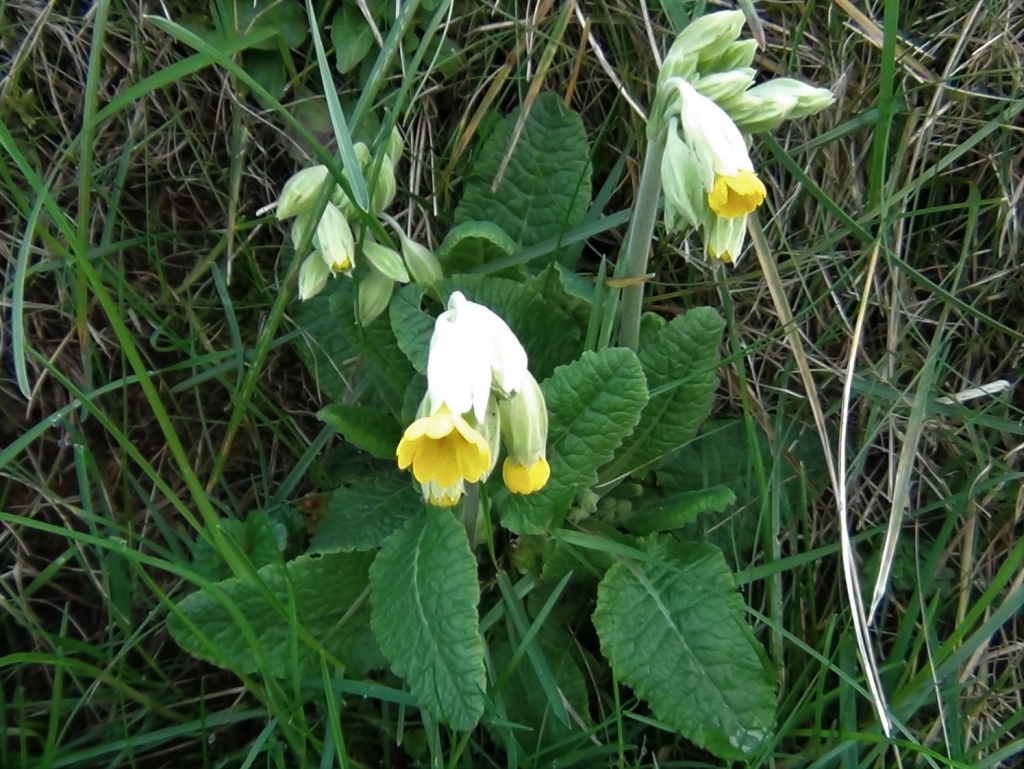 Cowslip - Wild Food UK
