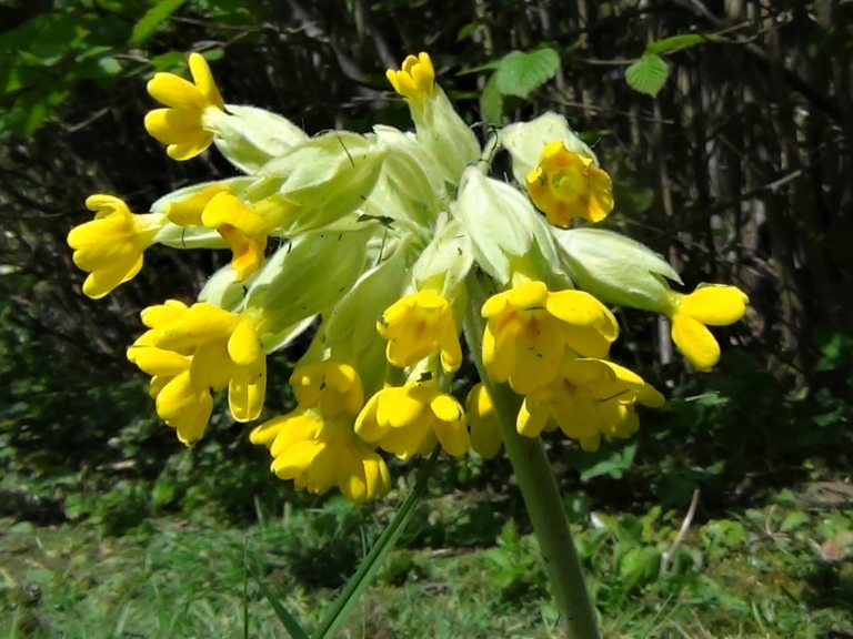 Cowslip - Wild Food UK