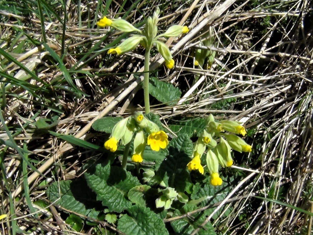 Cowslip - Wild Food UK