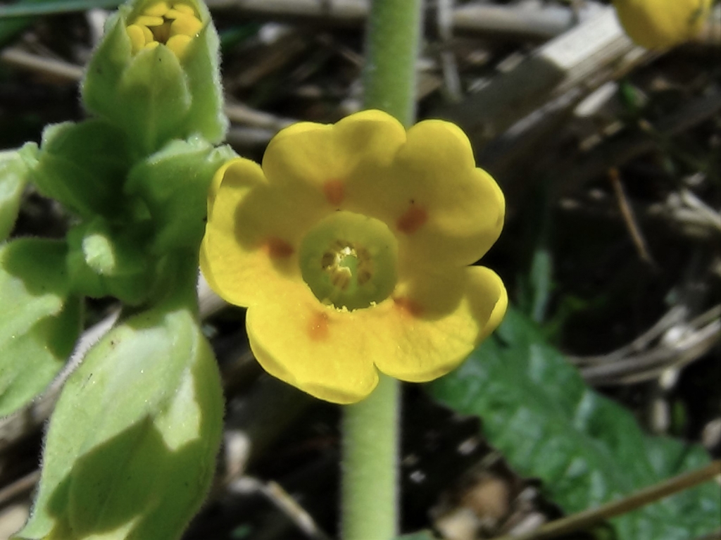 Cowslip - Wild Food UK