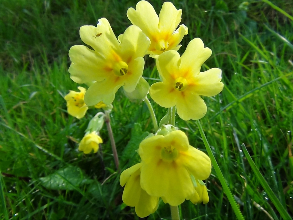 Cowslip - Wild Food UK