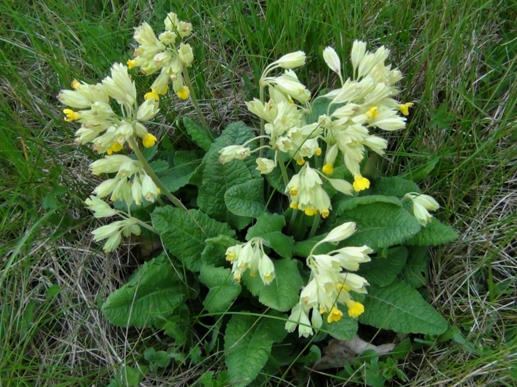 Cowslip - Wild Food UK