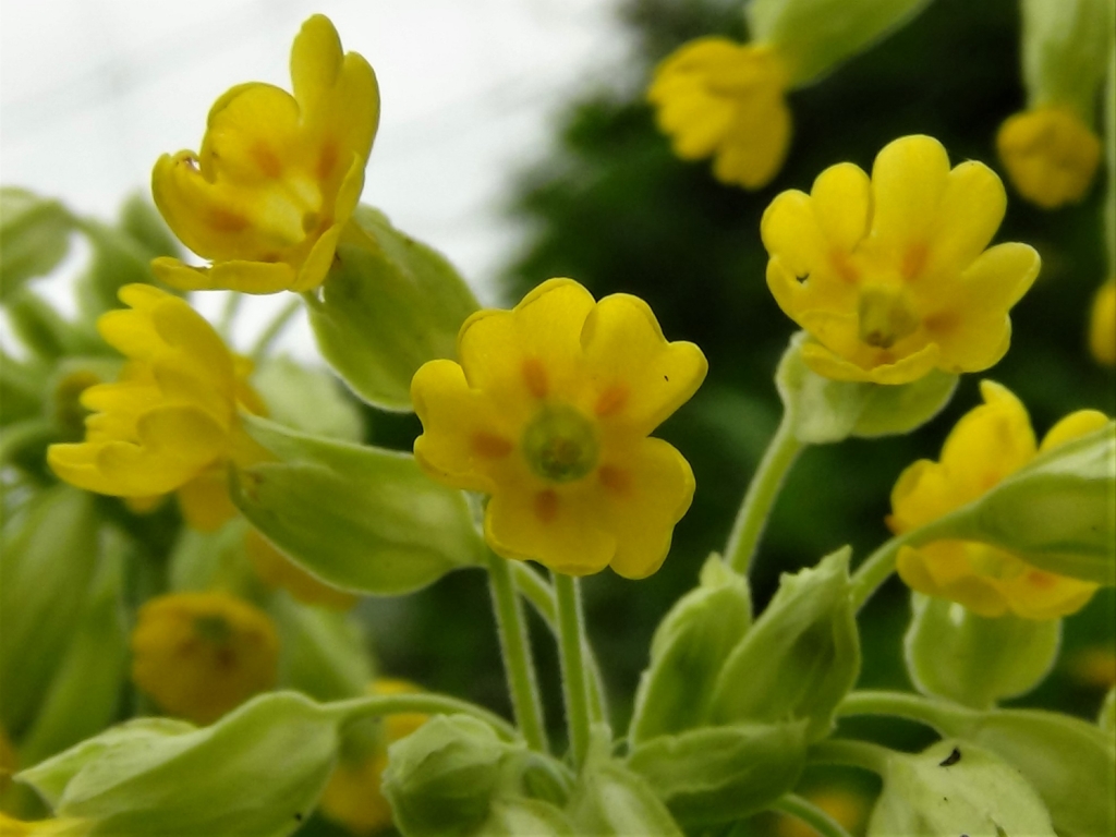 Cowslip - Wild Food UK