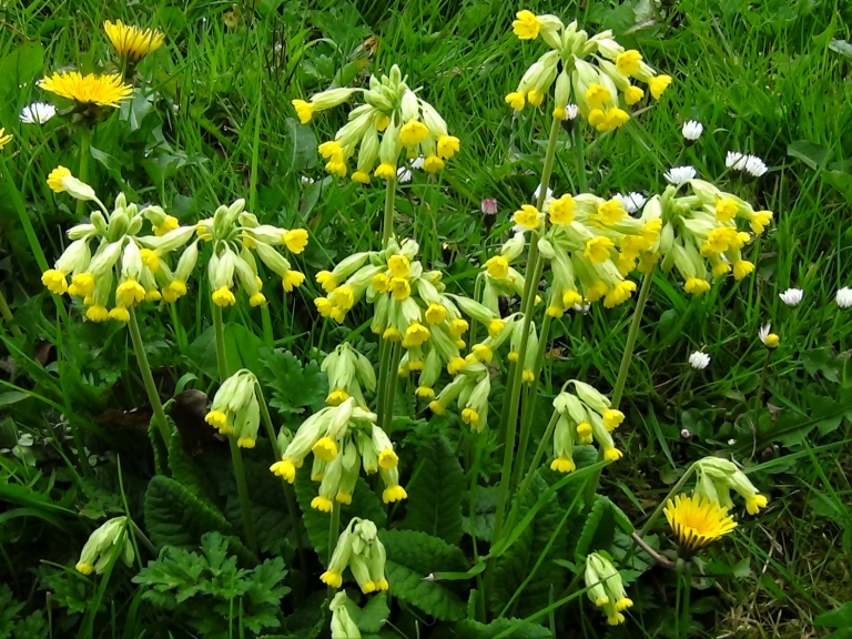 Cowslip - Wild Food UK