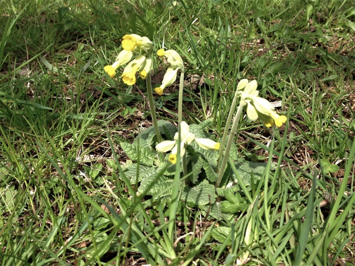 Cowslip - Wild Food UK