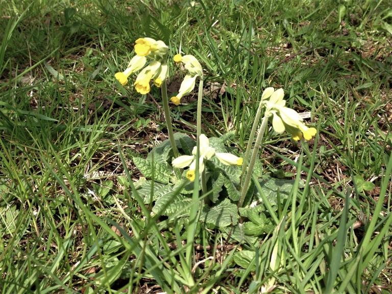 Cowslip - Wild Food UK