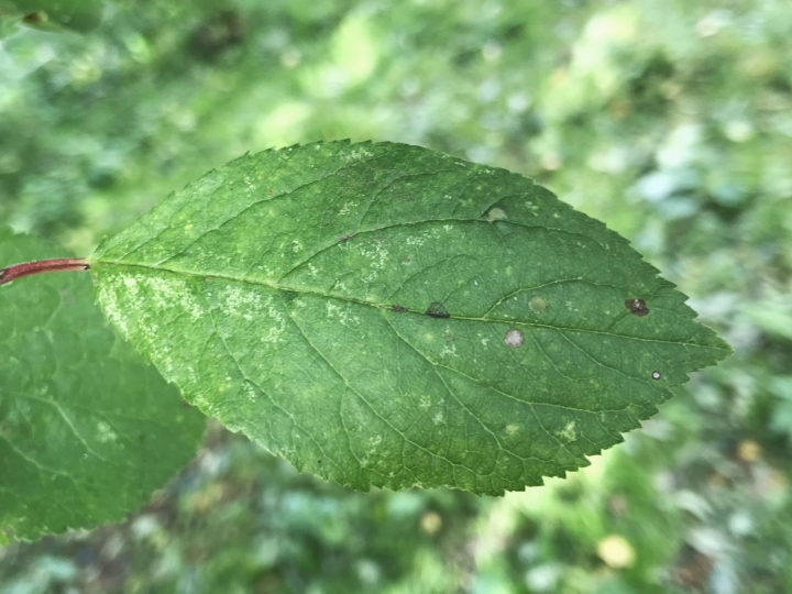 Damson - Wild Food UK