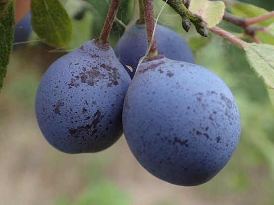 Damson - Wild Food UK