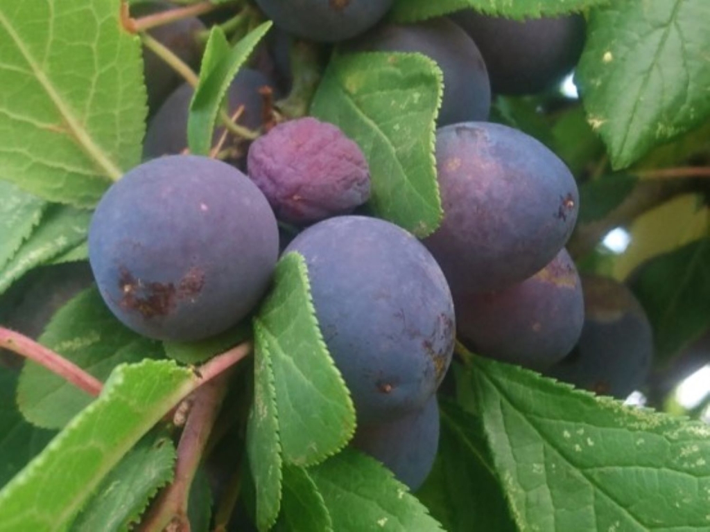 Damson - Wild Food UK