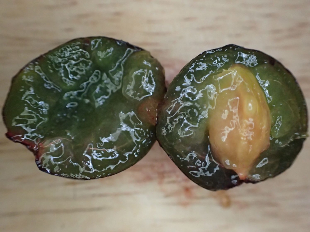 Damson - Wild Food UK