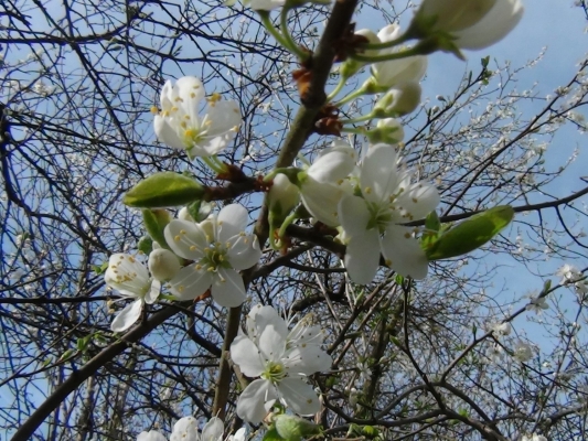 Damson - Wild Food UK