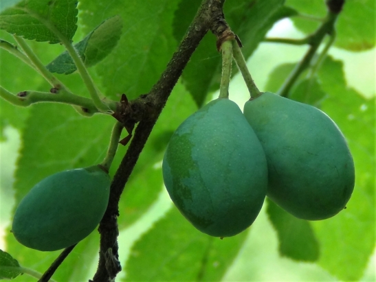 Damson - Wild Food UK
