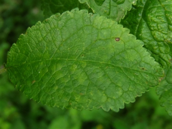 Damson - Wild Food UK