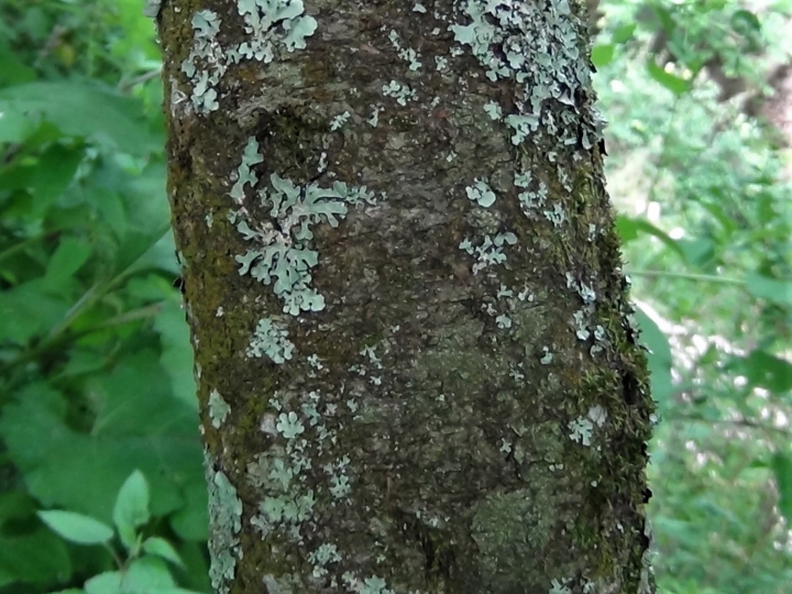 Damson, Prunus domestica subsp insititia