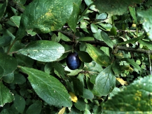 Damson - Wild Food UK