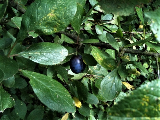 Damson - Wild Food UK