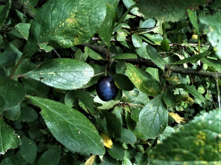 Damson - Wild Food UK