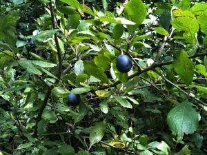 Damson - Wild Food UK