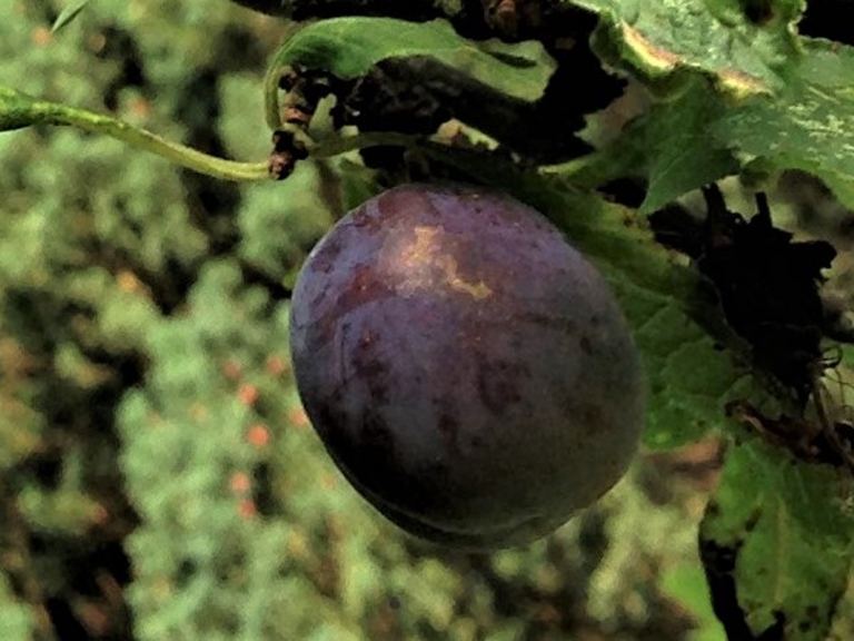 Damson Vodka - Wild Food UK