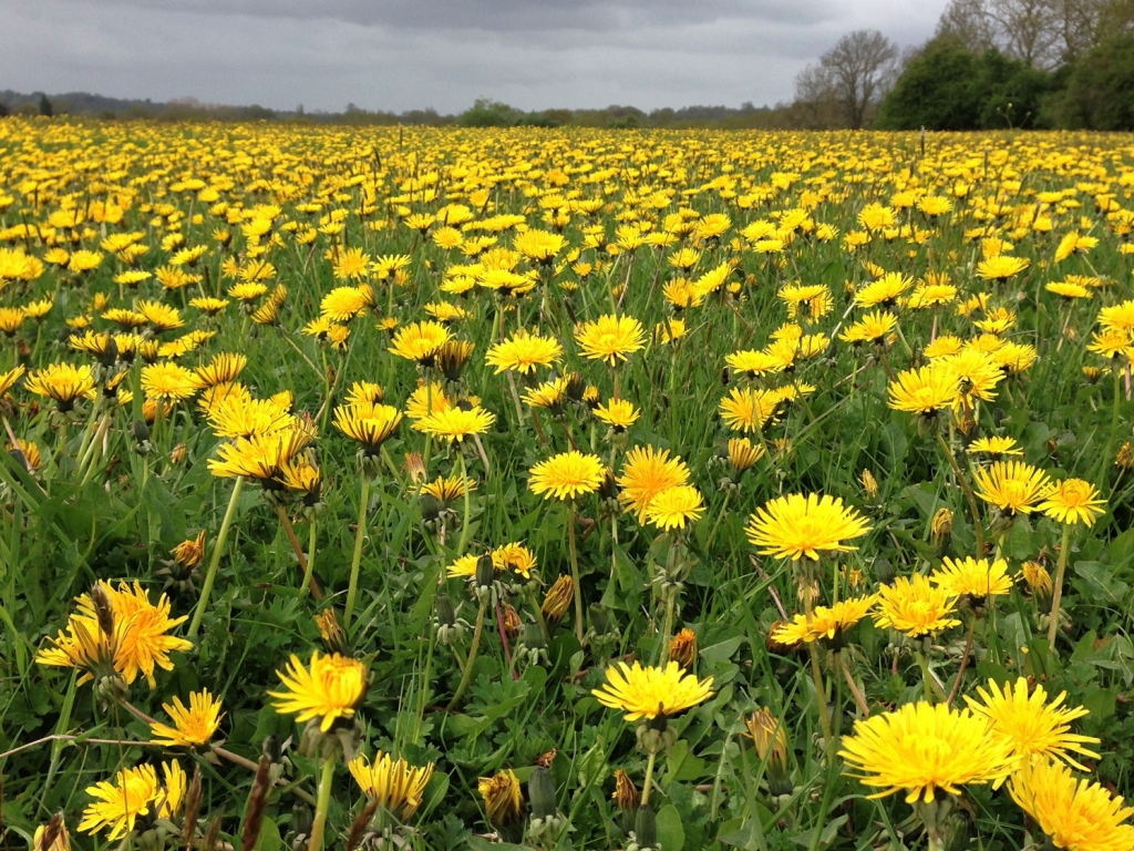 Dandelion - Wild Food UK