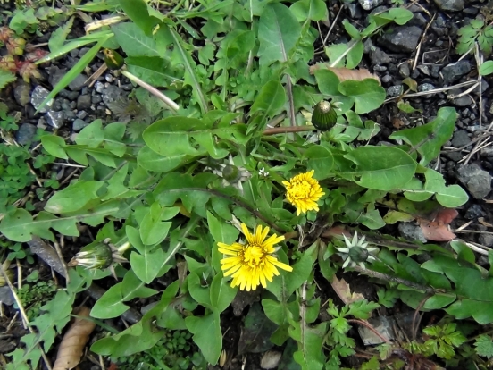 Dandelion - Wild Food UK