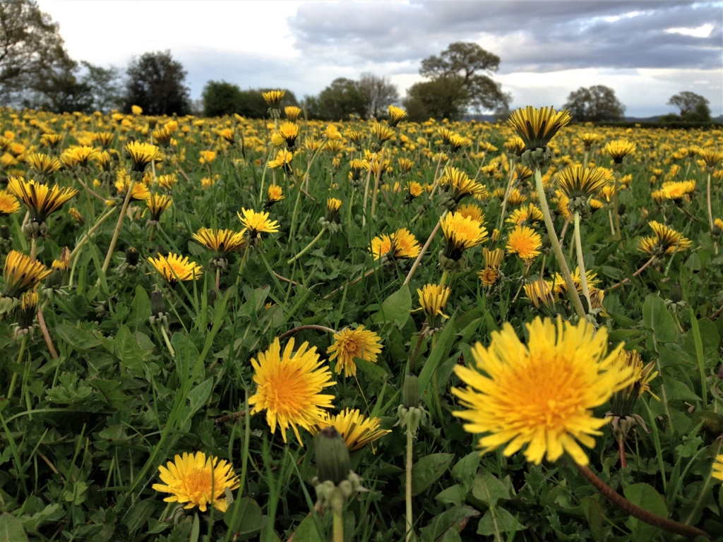 Dandelion - Wild Food UK