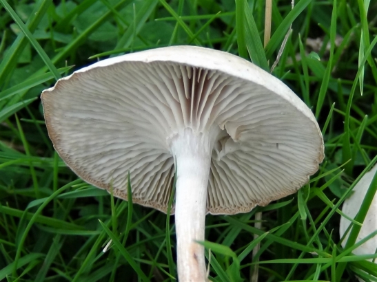 Fool’s Funnel - Wild Food UK