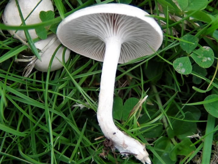 Fool’s Funnel - Wild Food UK