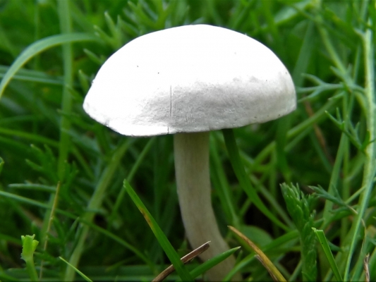 Fool’s Funnel - Wild Food UK