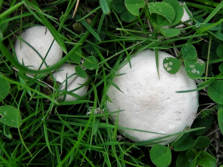 Fool’s Funnel - Wild Food UK
