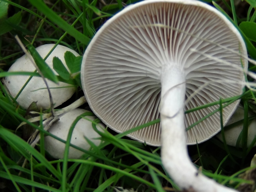 Fool’s Funnel - Wild Food UK