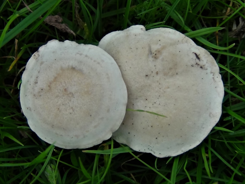 Fool’s Funnel - Wild Food UK