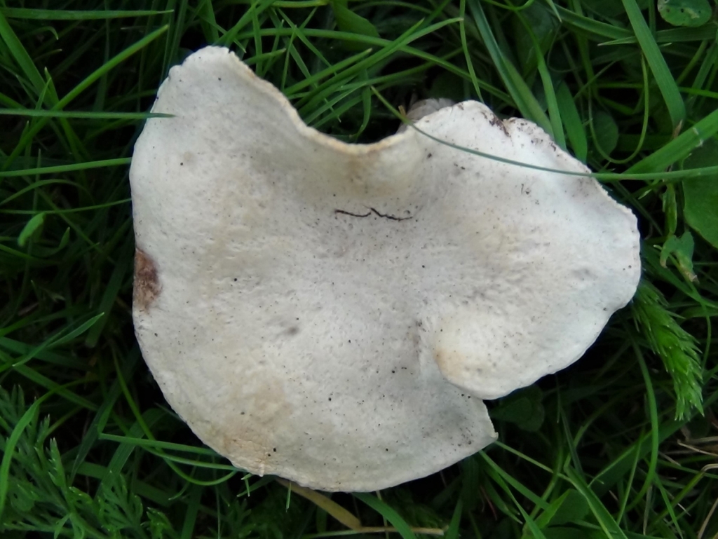 Fool’s Funnel - Wild Food UK