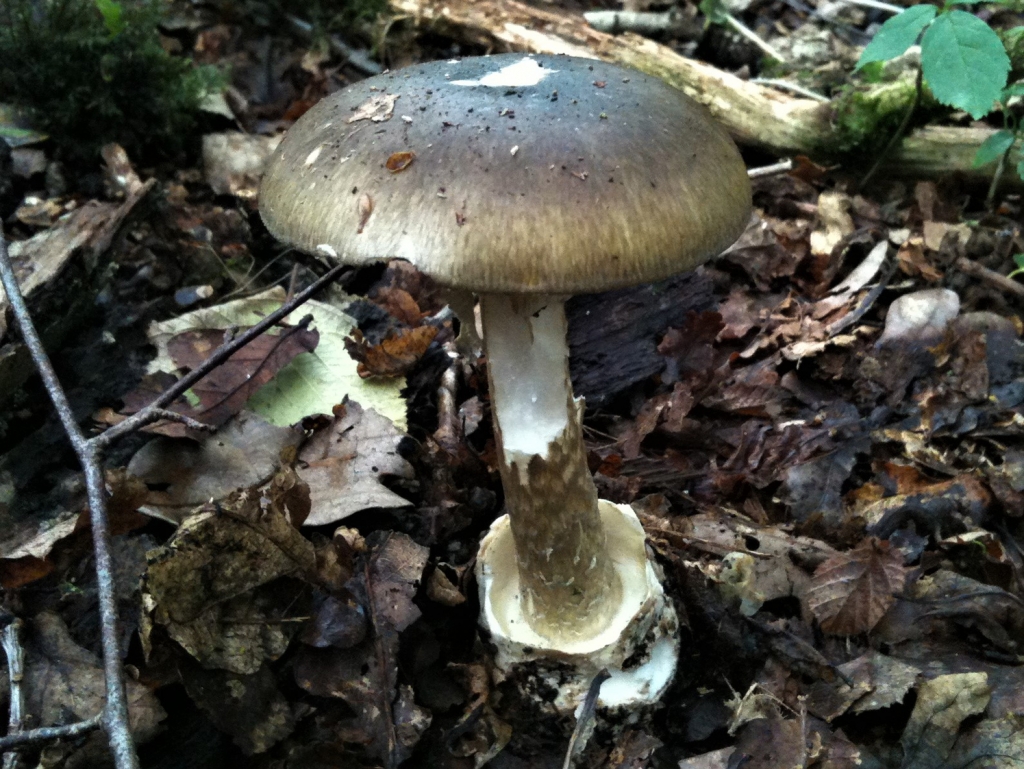 Deathcap - Wild Food UK